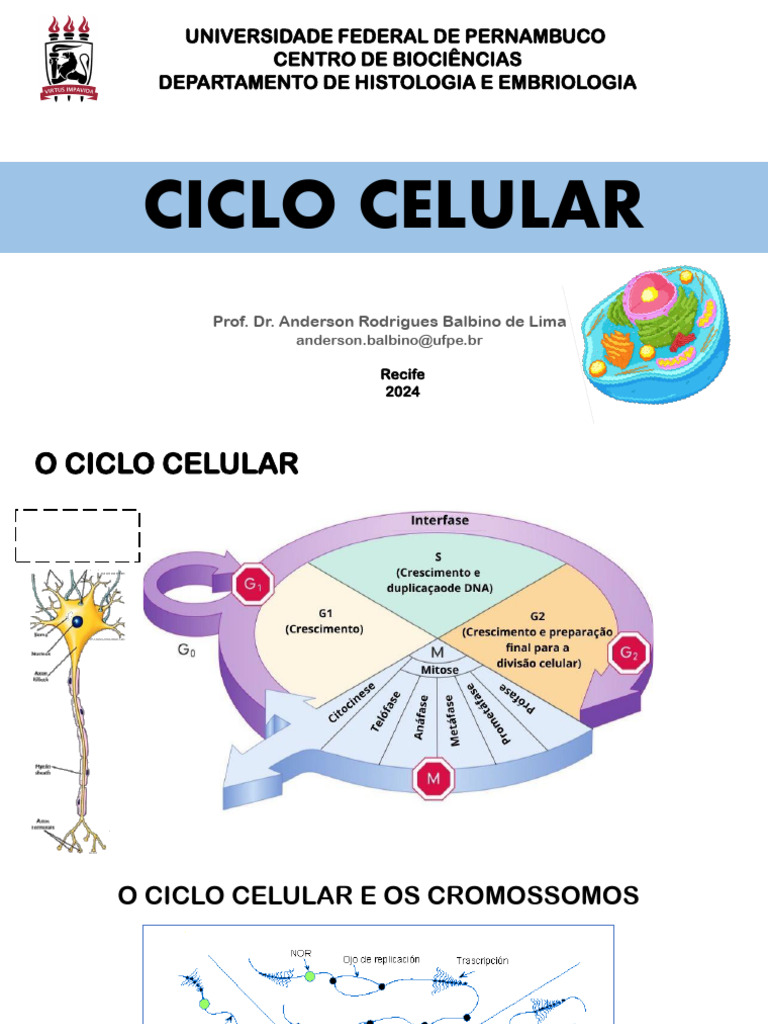 Aula Ciclo Celular Pdf Meiose Mitose