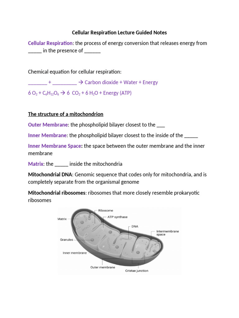 Cellular Respiration Lecture Guided Notes | PDF