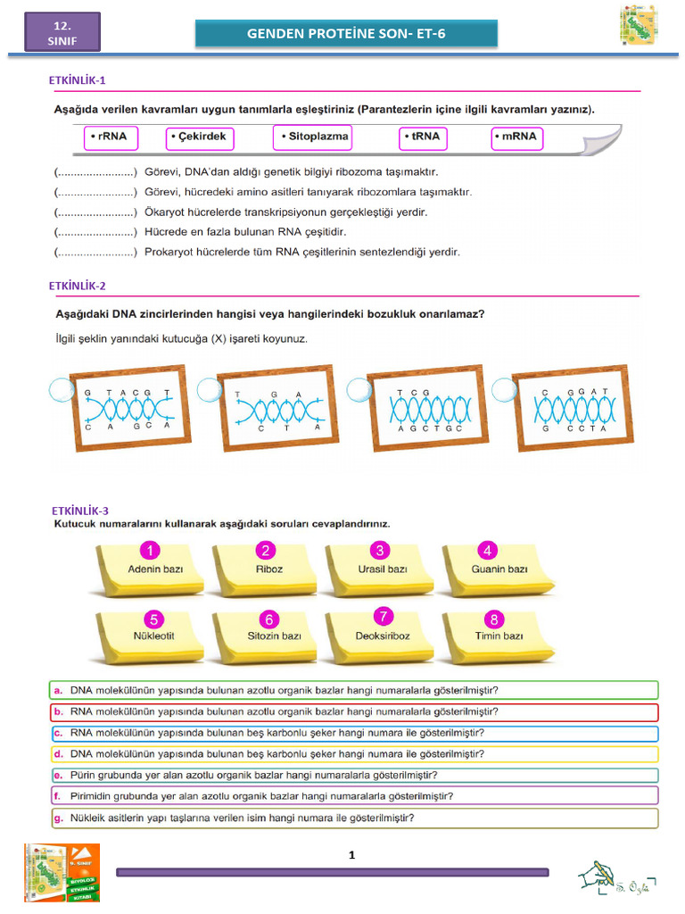 12 SINIF GENDEN PROTEİNE ET-6_241031_213926 | PDF