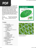 Chloroplast Labelled A Level Diagram | PDF | Chloroplast | Cell (Biology)