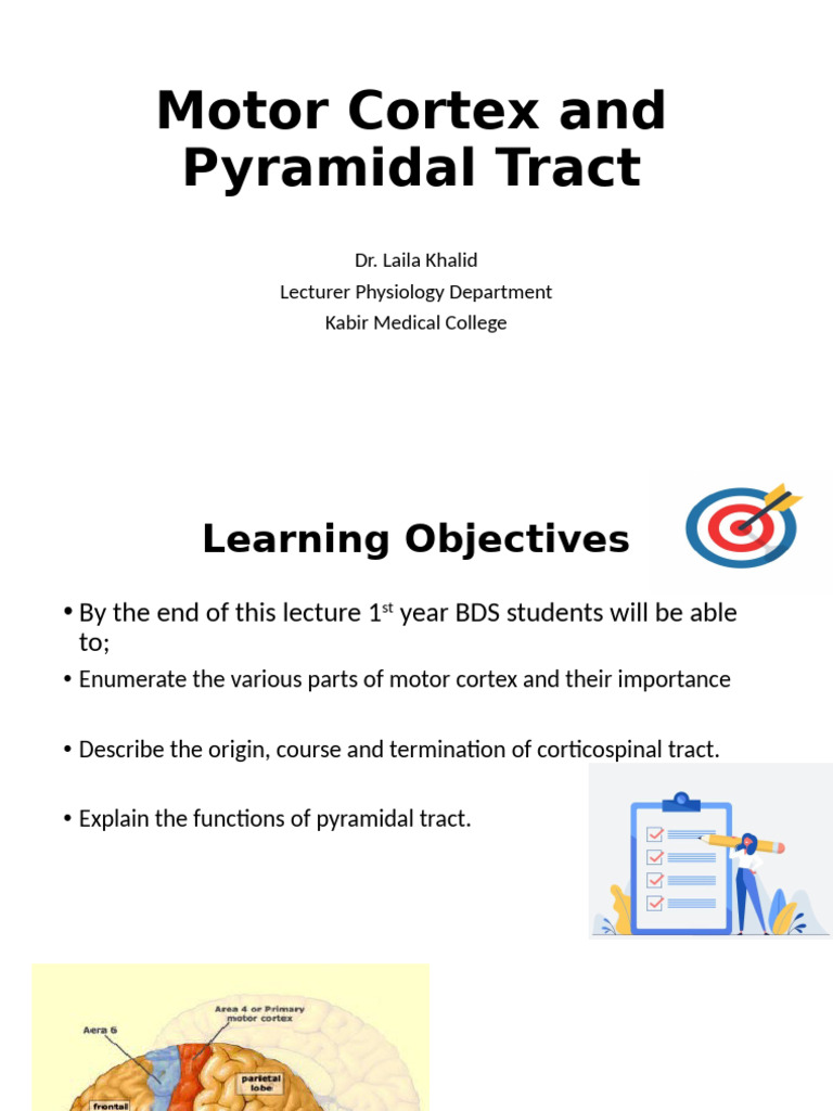 Motor Cortex and Pyramidal Tract | PDF | Cerebellum | Cerebrum