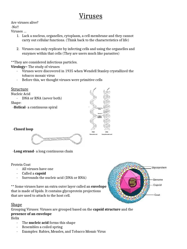 Viruses: Structure, Life Cycle, and Impact | PDF | Virus | Fungus