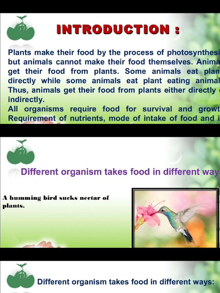 Chapter 2 Nutrition in Animals | PDF