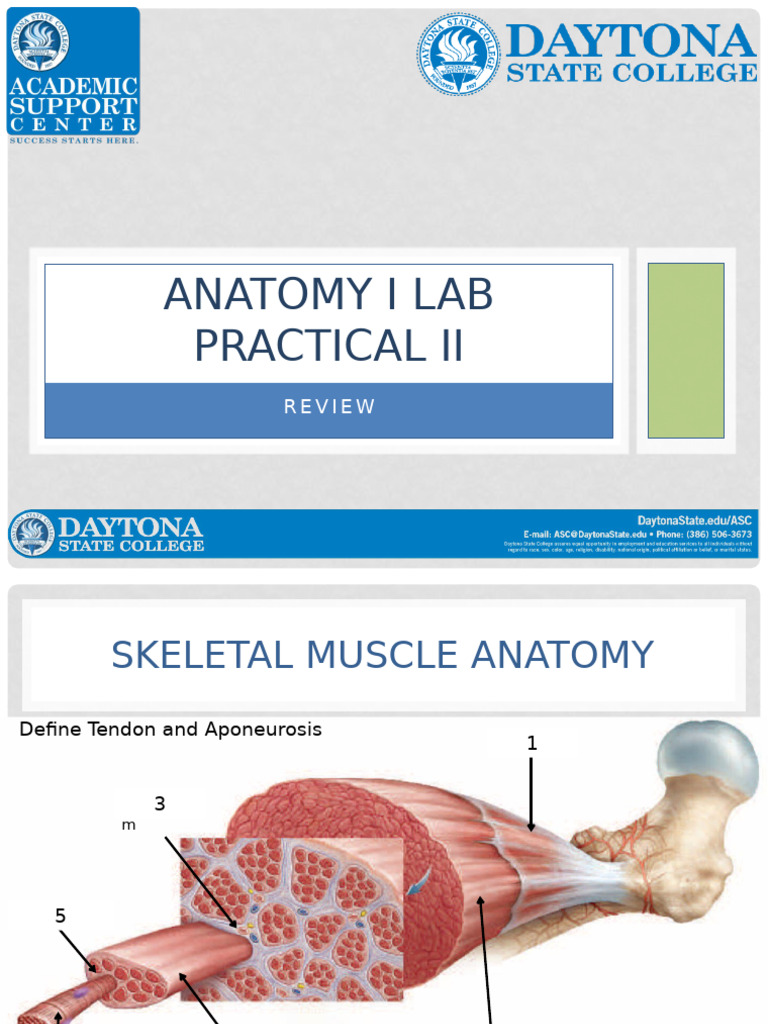 64 a&P I Lab Practical II Review Presentation | PDF | Anatomical Terms Of Motion | Spinal Cord