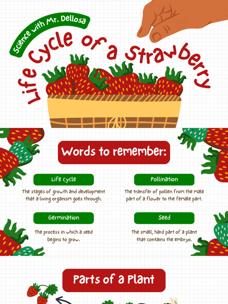 Strawberry Life Cycle Worksheet | PDF | Fruit | Seed