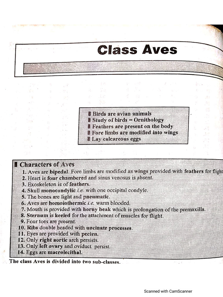 Class Aves | PDF
