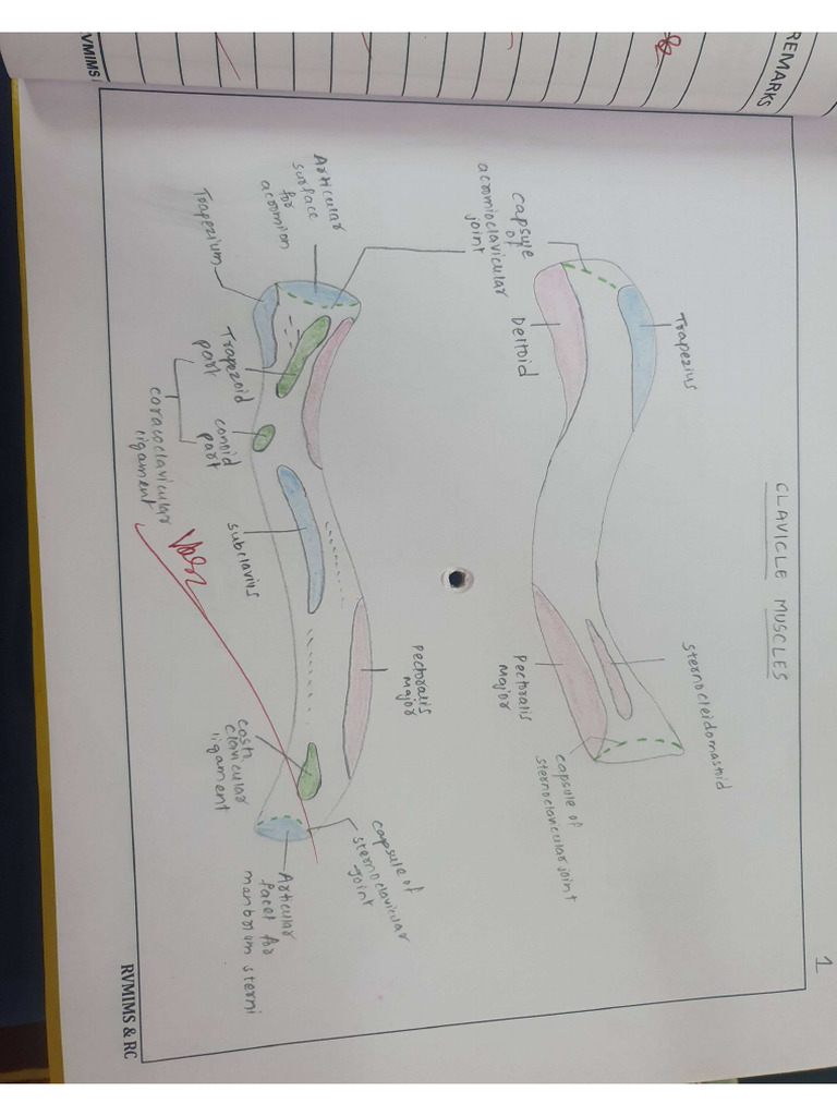Anatom Upper Limb Record Manual | PDF