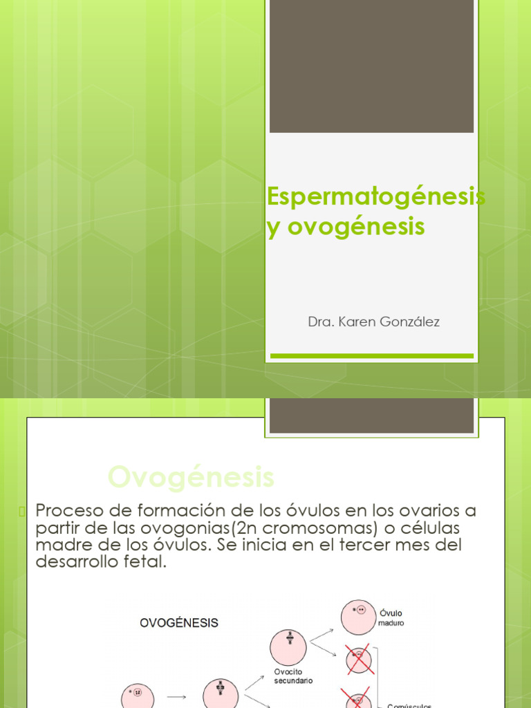 Procesos de Gametogénesis Humana | PDF | Mitosis | Reproducción