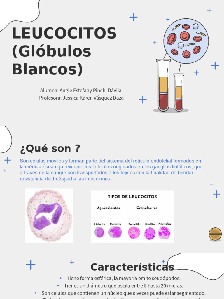 LEUCOCITOS-gl - Bulos-Blancos - PPTX Filename UTF-8''LEUCOCITOS-glóbulos-blancos | PDF