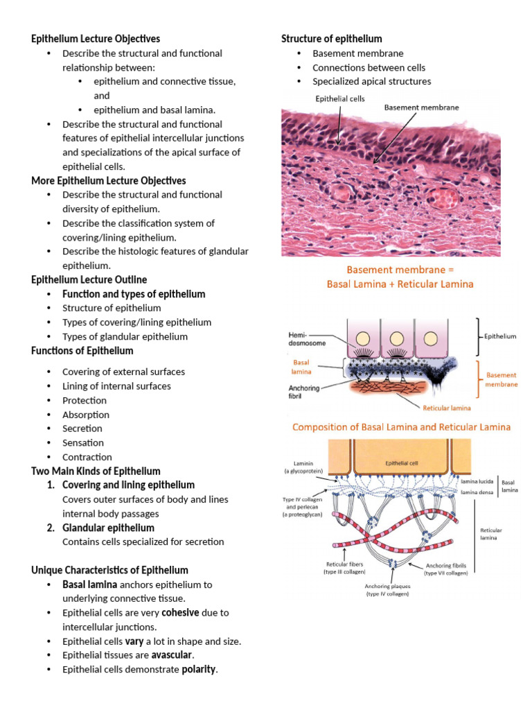 2-Epithelium1 Transes | PDF | Epithelium | Anatomy