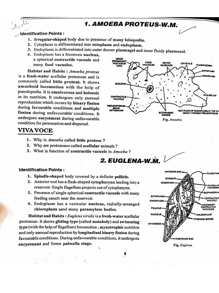 Practical File MDC | PDF