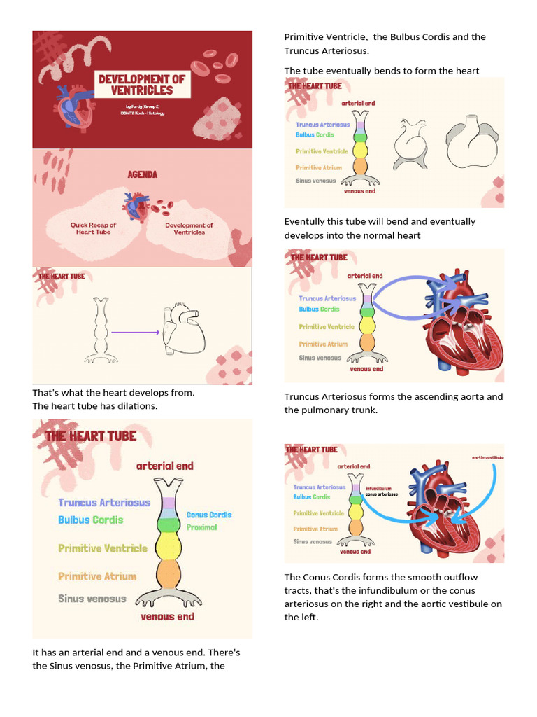 Development of Ventricles Transes | PDF | Ventricle (Heart) | Heart Valve