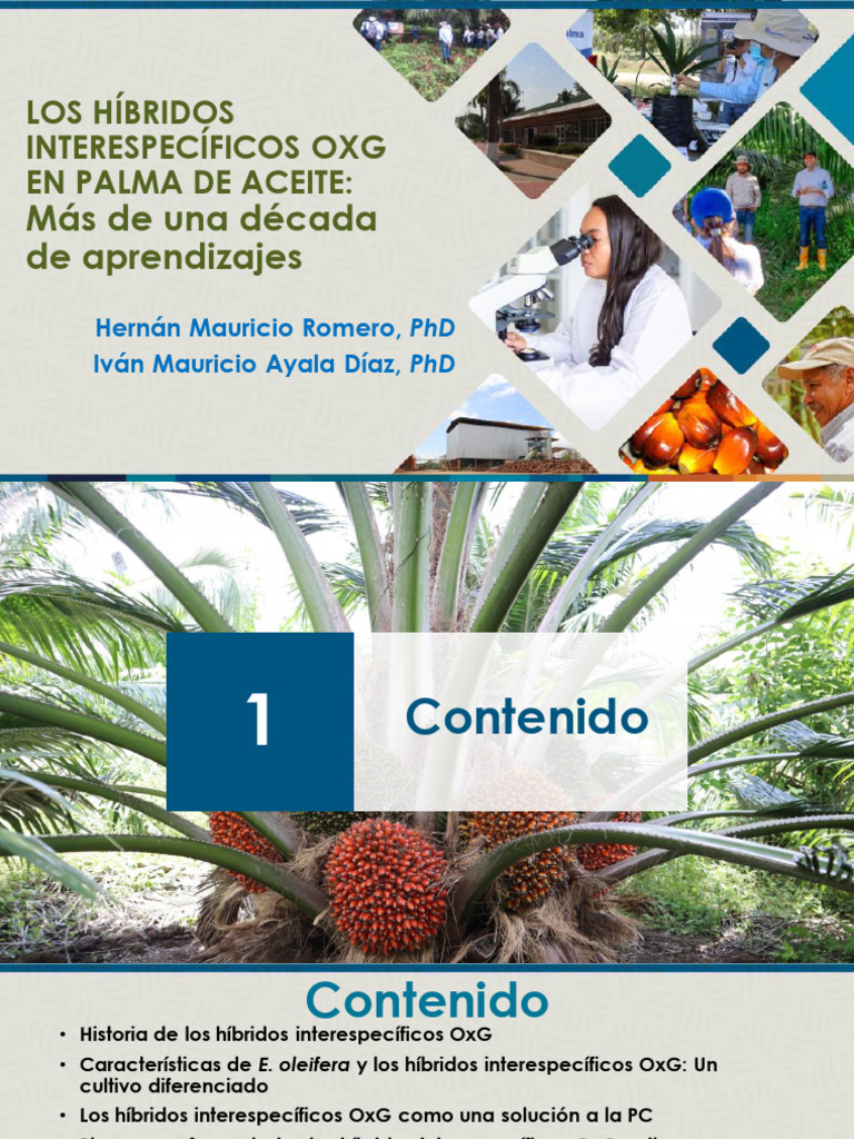 Hibrido OxG Una Decada de Aprendizajes | PDF | Productos naturales ...