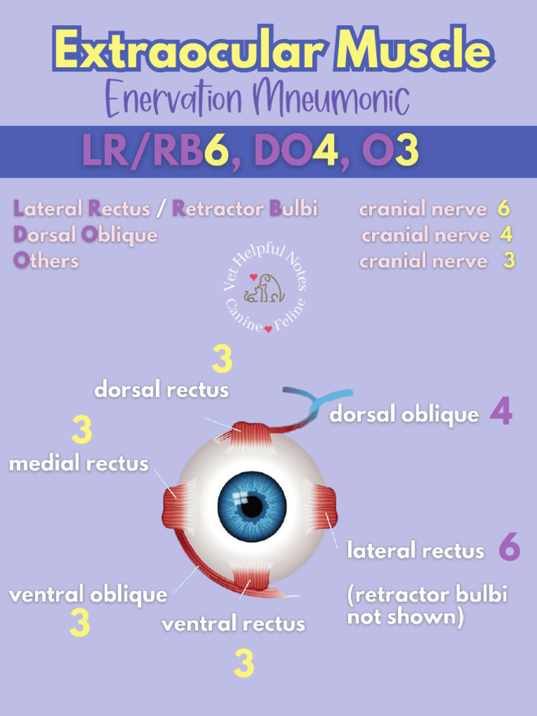 mneumonics.Freebie.Vethelpfulnotes (1) | PDF