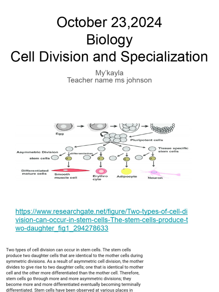 Cell Division and Specialization Project | PDF