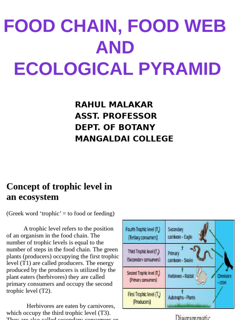 Food Chain | PDF | Food Web | Ecosystem