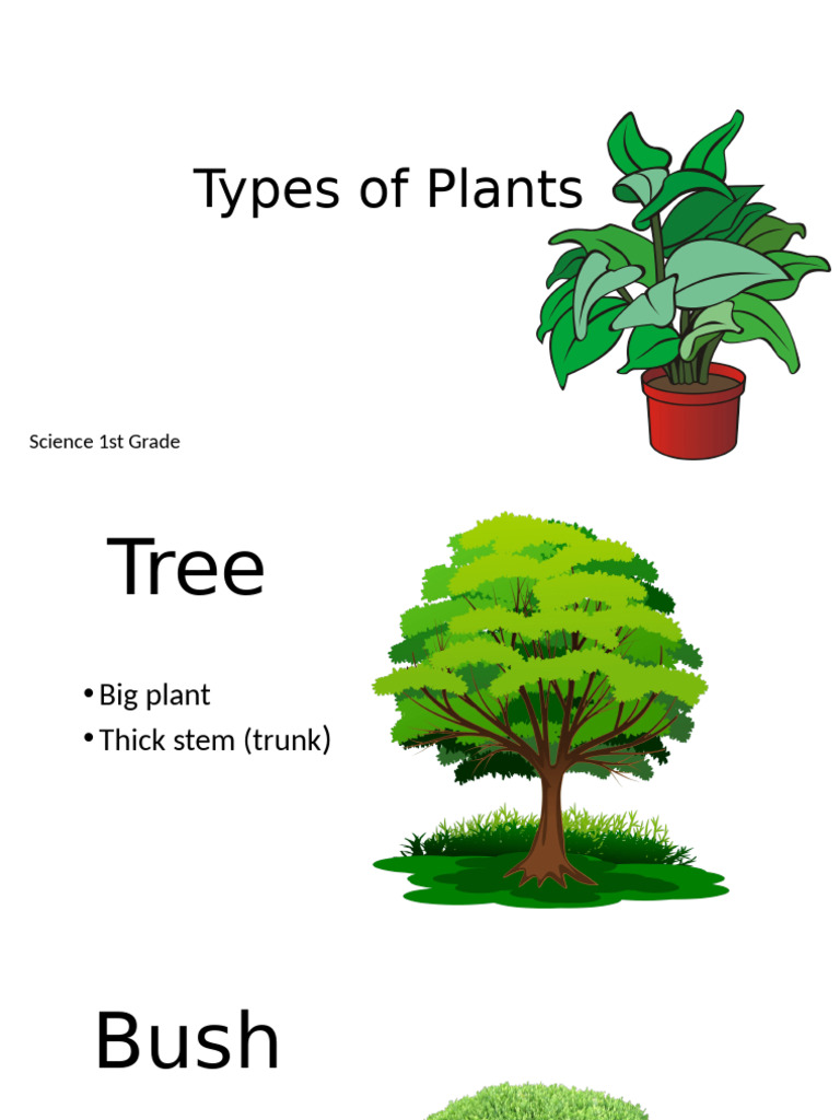 Types Ofplants-1721842676025 | PDF