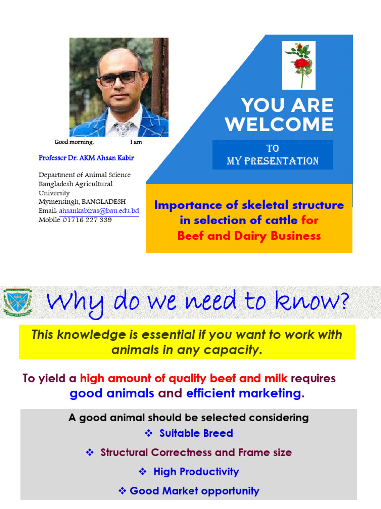 Cattle Skeletal Structure | PDF