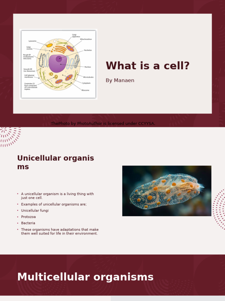 Presentation 18 | PDF