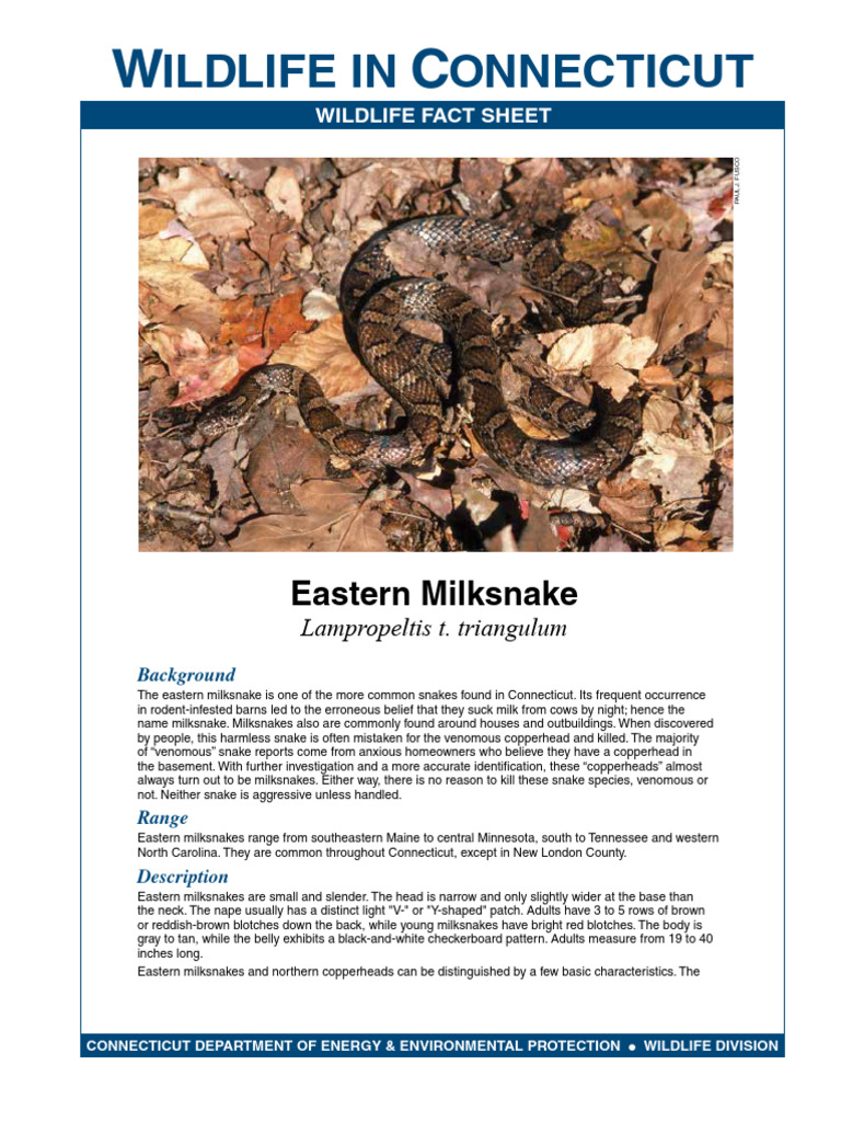 milksnakepdf | PDF | Snake | Squamata