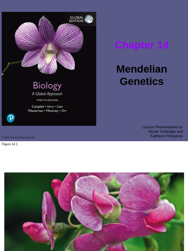 Lecture Presentation Mendelian Genetics | PDF | Zygosity | Dominance ...