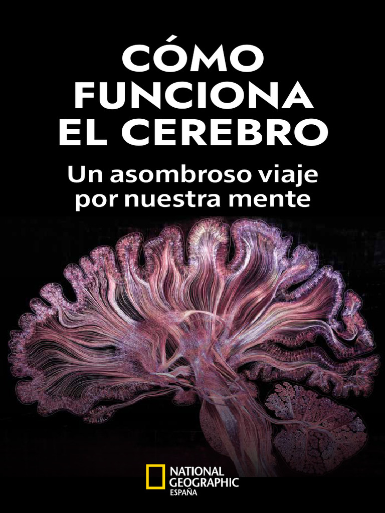 Como Funciona El Cerebro | PDF | Cerebro | Neurona
