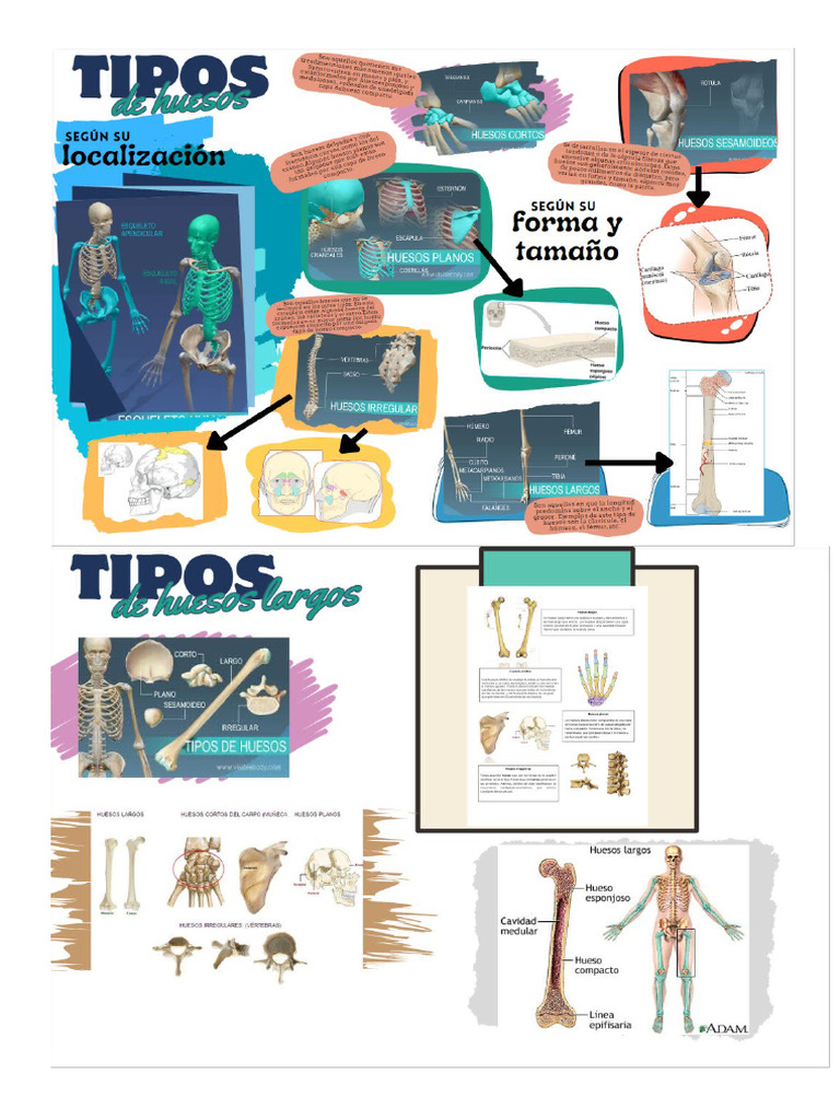 Tipos de Huesos | PDF