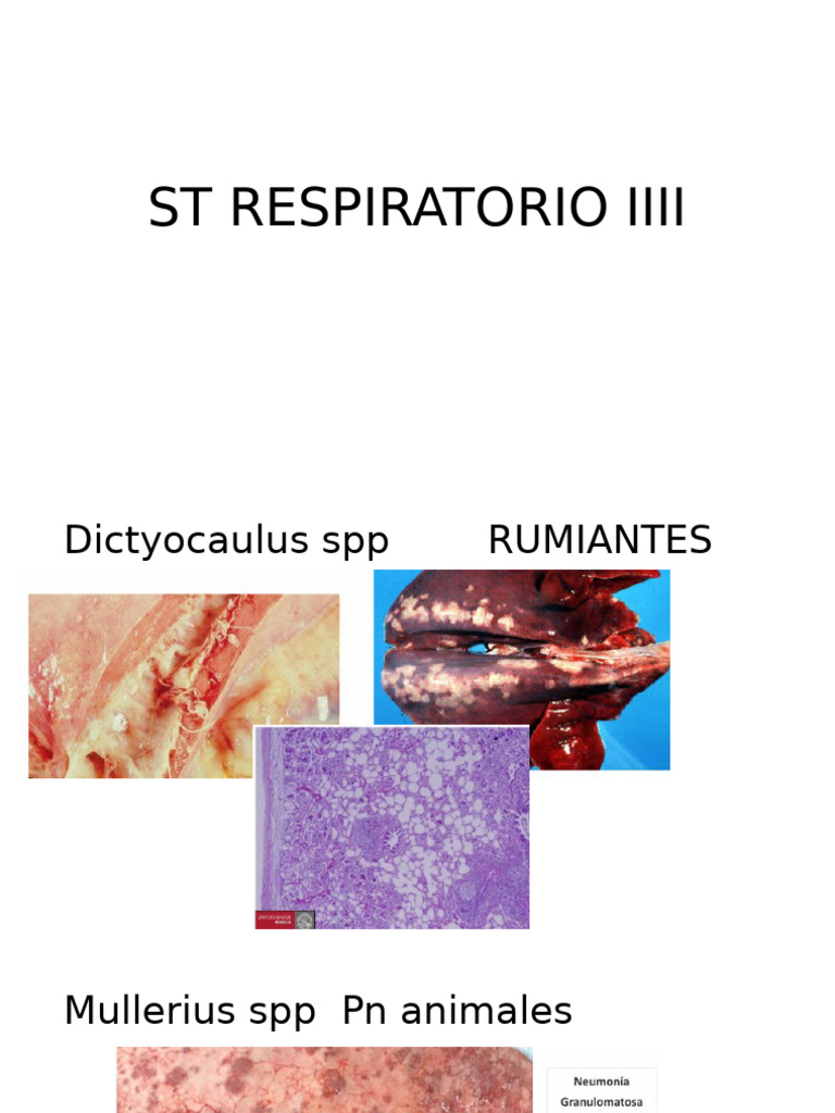 ST Respiratorio Iiii | PDF