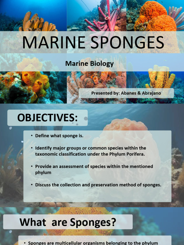 Types and Classification of Sea Sponges | PDF | Sponge | Oceanography