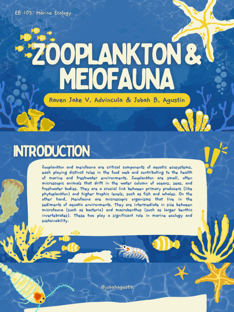 Zooplankton and Meiofauna Identification PDF | PDF | Systems Ecology ...