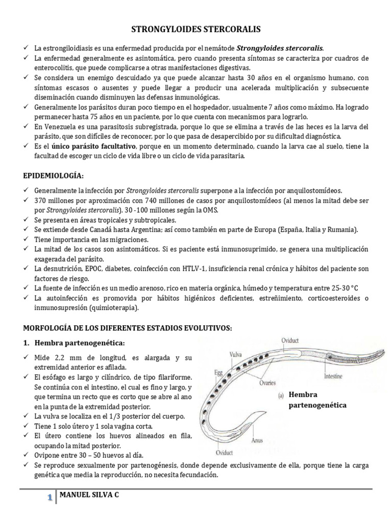 Estrongiloidiasis: Características y Ciclo | PDF | Tracto ...