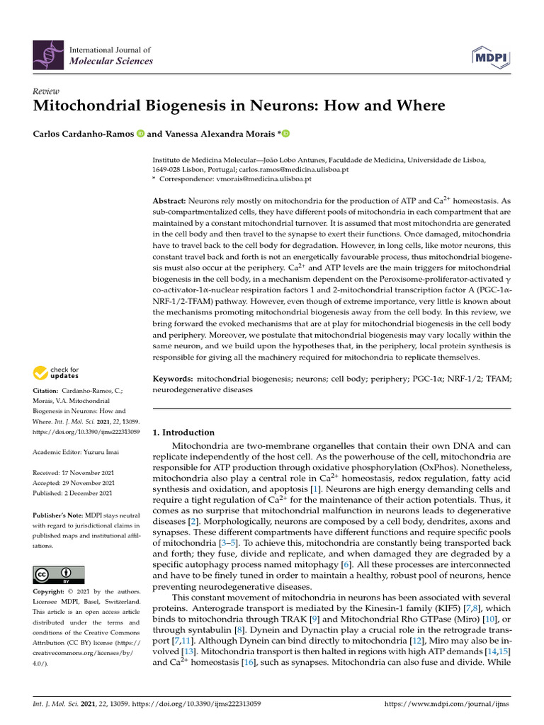 Mitochondrial Biogenesis in Neurons How and Where | PDF | Mitochondrion | Mitochondrial Dna