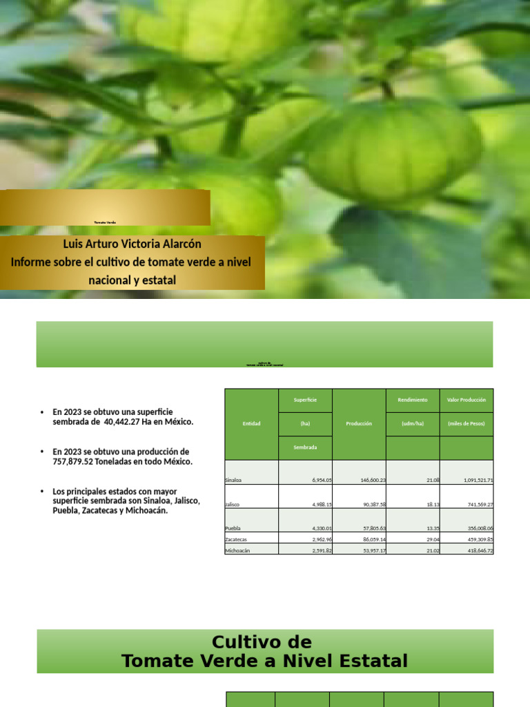 Cultivo de Tomate | PDF