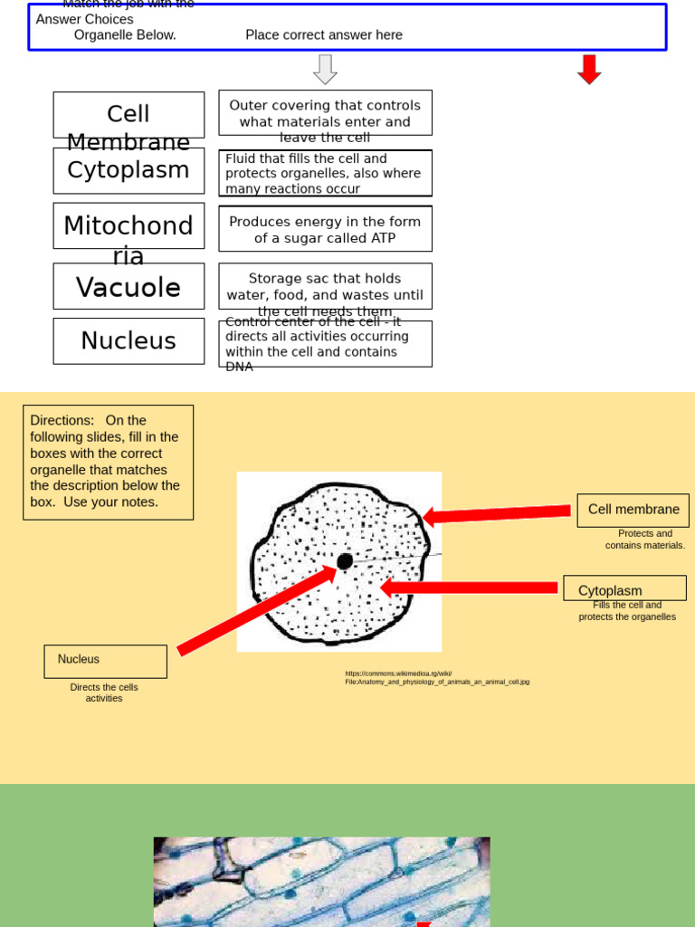 Cell Organelles Notes | PDF | Cell (Biology) | Cytoplasm