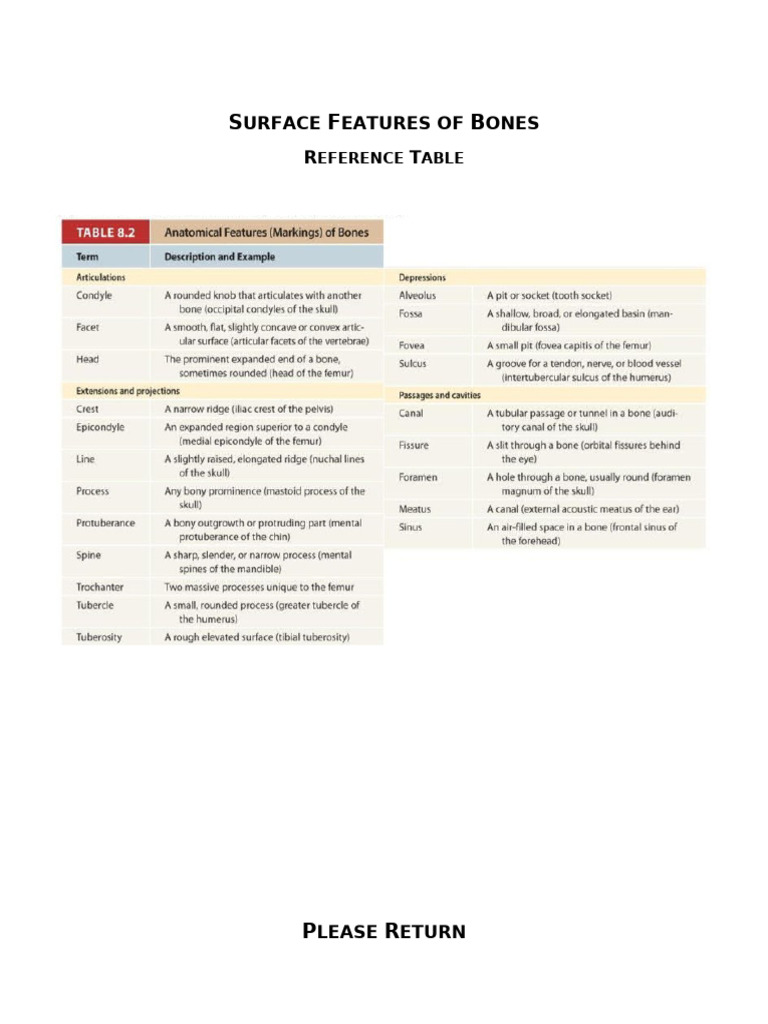 Surface Features of Bones Reference Table | PDF