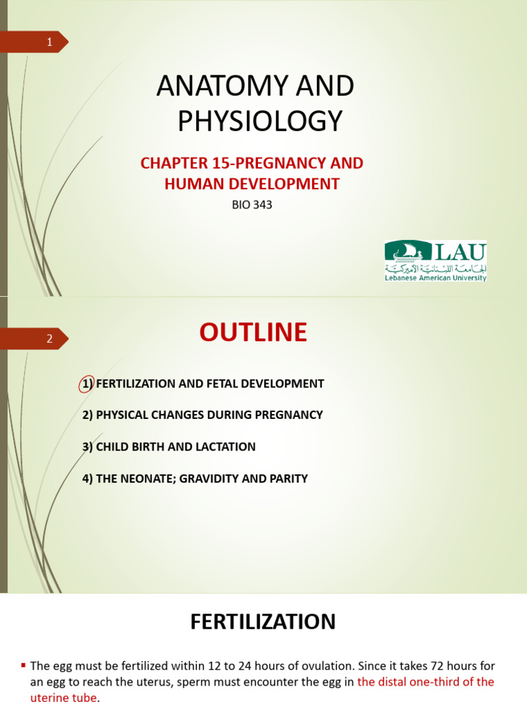 Chapter 15-Pregnancy and Human Development PDF | PDF | Lactation ...