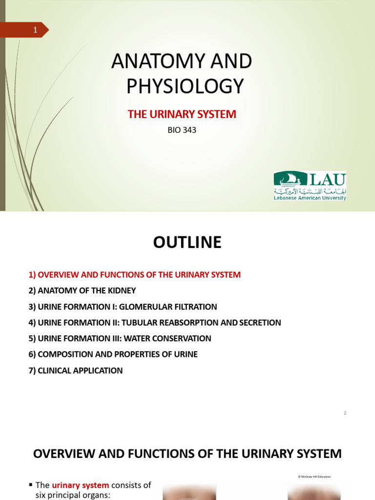 Chapter 11-Urinary System PDF | PDF | Kidney | Angiotensin