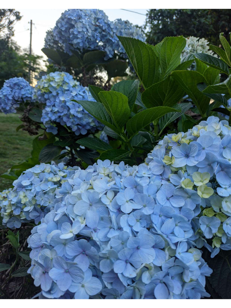 PXL 20241111 182640525 | PDF