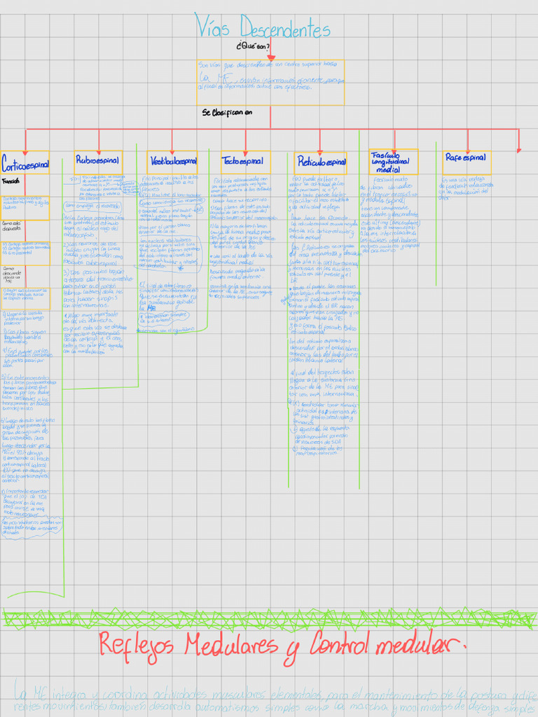 Mapas Conceptuales de Neuro - 240601 - 102701 | PDF
