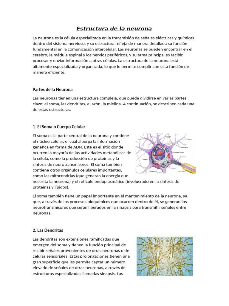 Estructura de La Neurona | PDF | Axon | Neurona
