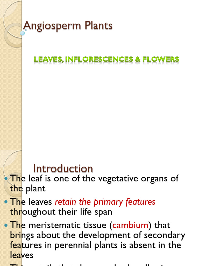 Angiosperm Leaf Structure and Functions | PDF | Leaf | Petal