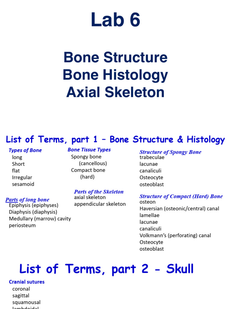 6.axial Skeleton - sp23 2 | PDF | Vertebral Column | Vertebra