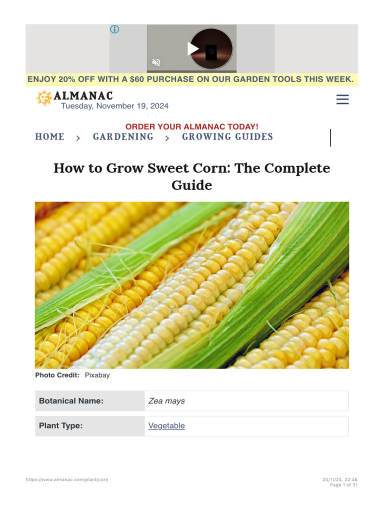 Sweet Corn - How To Plant, Grow, and Harvest Sweet Corn at Home - The ...