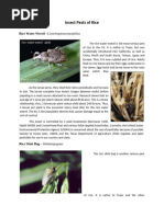 Gundhi Bug Zoo | PDF | Rice | Insects