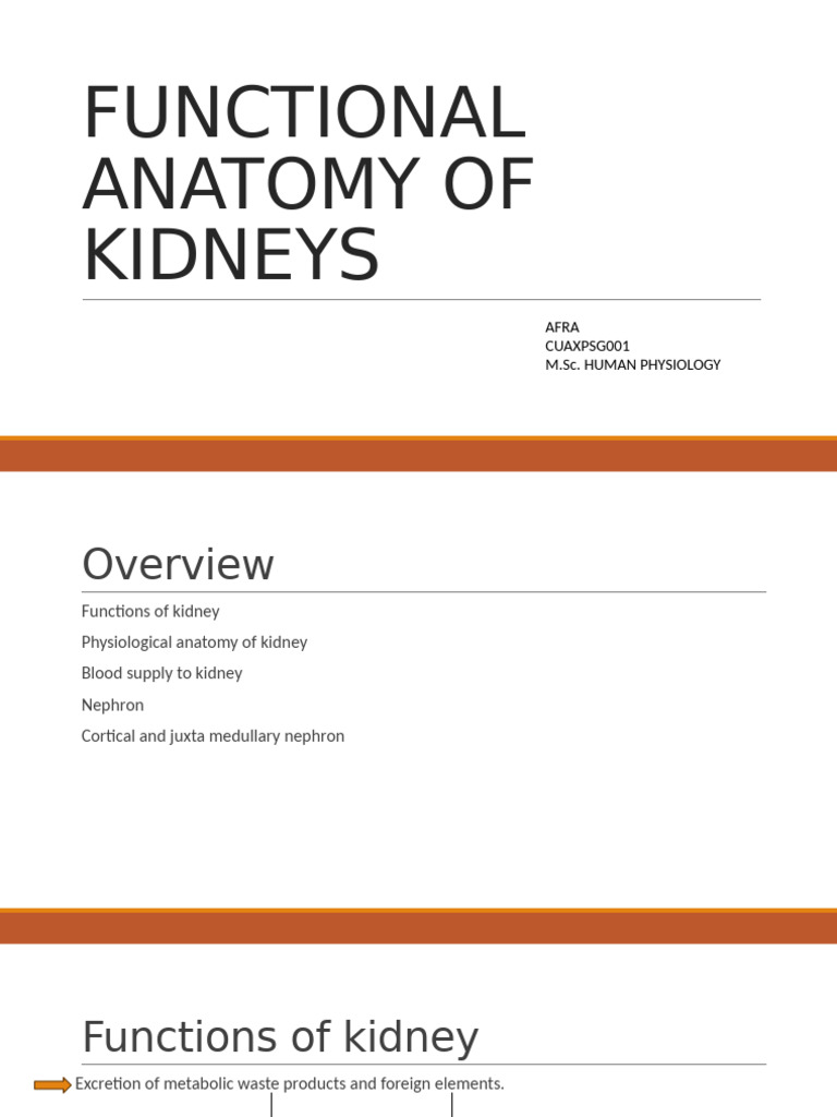 2024-03-19 PSG2 Afra Fn. Anatm. of Kidneys | PDF | Kidney | Urinary System