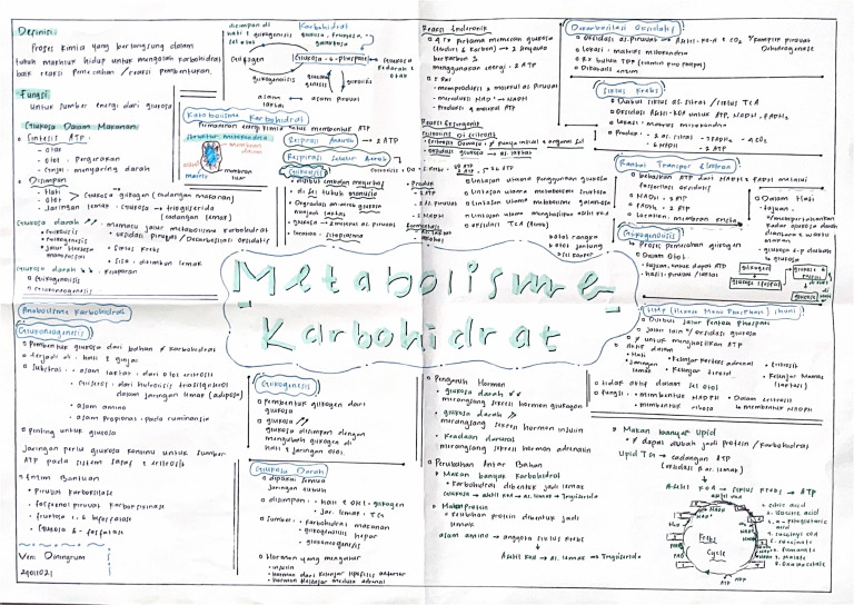 Metabolisme Mind Mapping | PDF