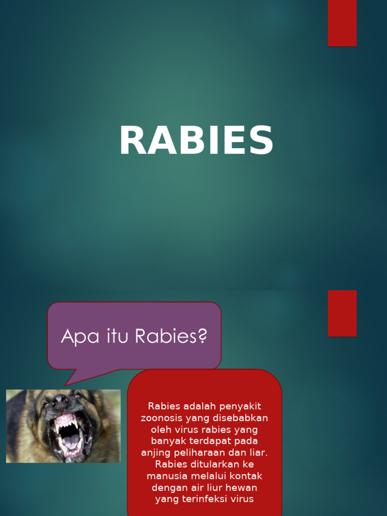 Penyuluhan Rabies | PDF
