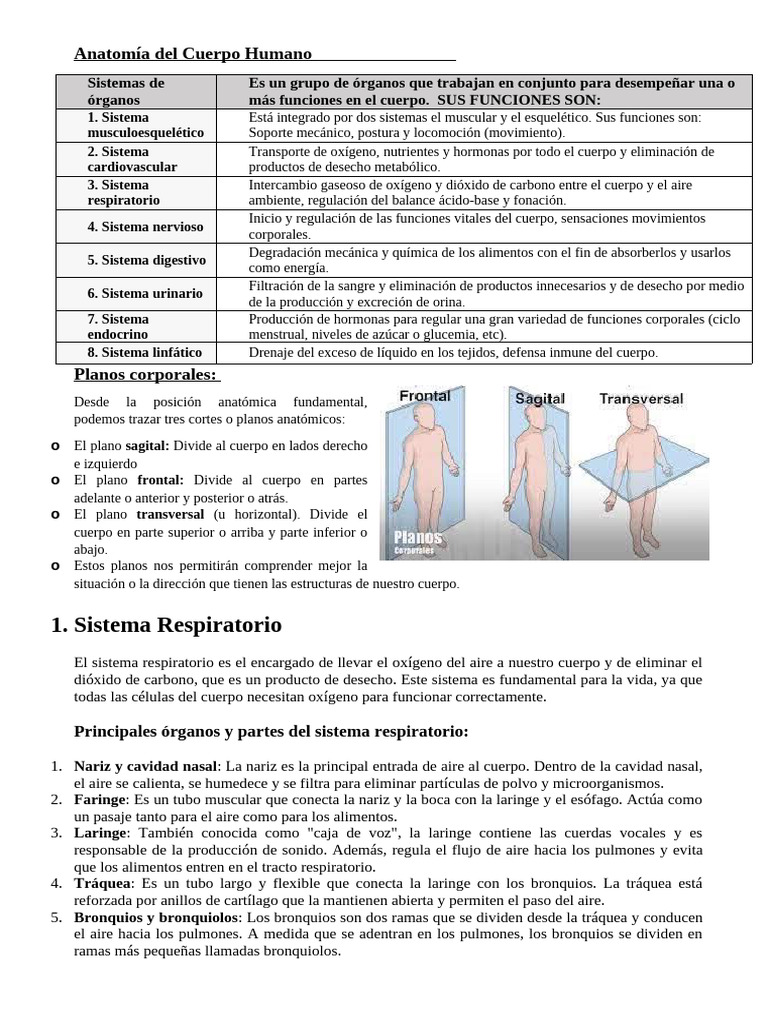 Sistemas Respiratorio | PDF | Pulmón | Respiración