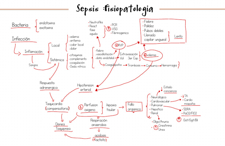 Fisiopatología de la Sepsis: Claves Esenciales | PDF | Medicina ...