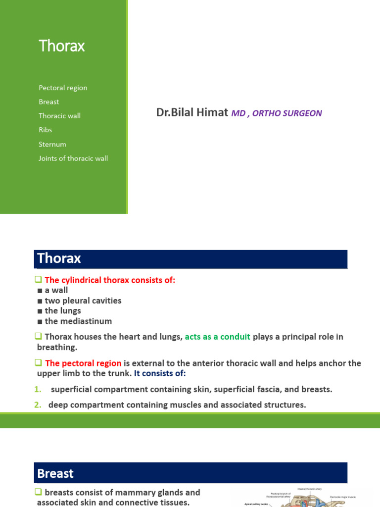 Anatomy of the Thorax and Pectoral Region | PDF | Vertebra ...